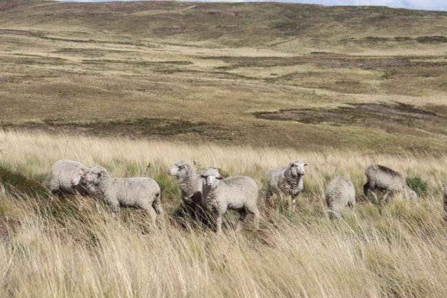 KYK | Vleispryse: 2025 moontlik meer rooskleurig vir skaappryse | Landbou