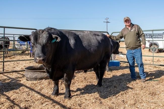 Uitstekende resultate op Midlands Elite Angus-veiling | Landbou