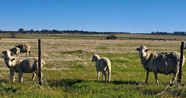 Vleispryse: ‘Iewers is daar ’n moewiese fout’ – boere | Landbou