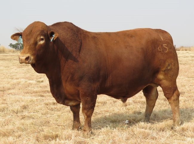 Top-Beefmaster-bul behaal R170 000 | Landbou