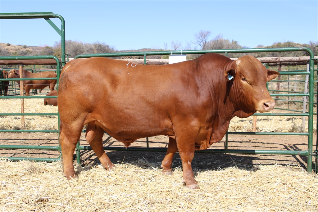 Goeie produksieveiling vir Valley-Afrika Droughtmaster-stoetery | Landbou