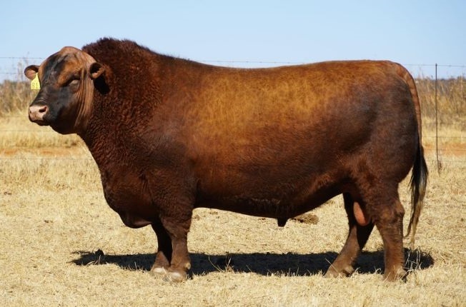 Loumotta-Angusstoetery verkoop topbul op Angus Alliance-veiling | Landbou
