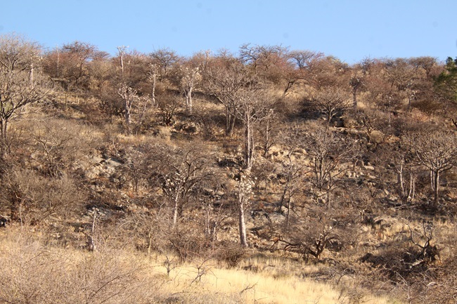Namibië voer meer as 200 000 ton houtskool van indringers uit | Landbou