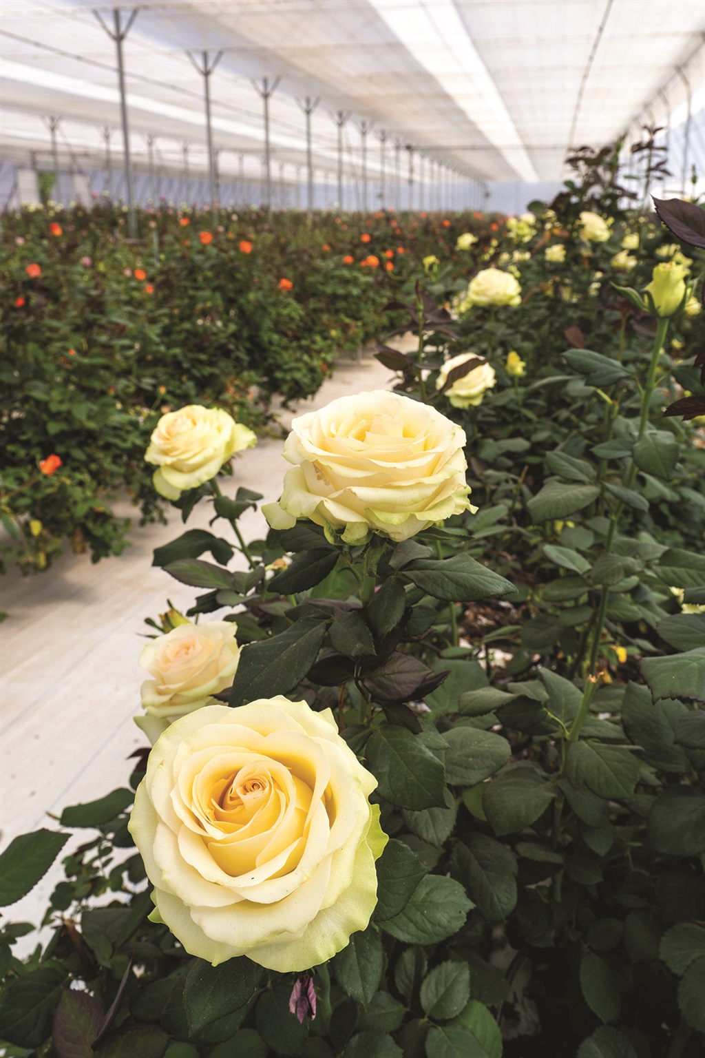 Entrepreneur: Kyk wat blom in die Rosestad | Netwerk24