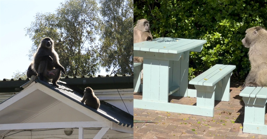 HG in Kommetjie: Vreesbevange inwoners keelvol vir bobbejane se ...