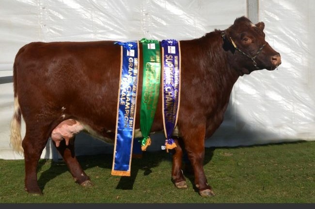 KYK | Pryse onder druk op nasionale Beef Shorthorn-veiling | Landbou