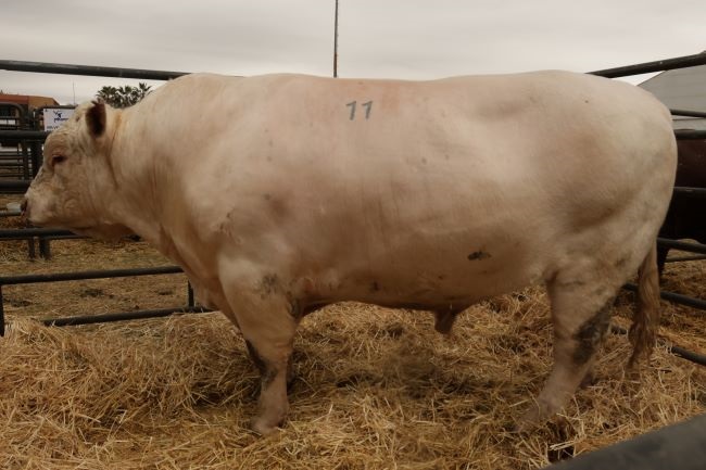 KYK | Pryse onder druk op nasionale Beef Shorthorn-veiling | Landbou