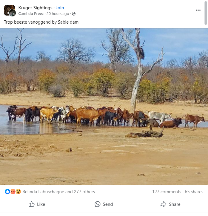 Sanparke tjoepstil oor beeste by watergat in wildtuin | Landbou