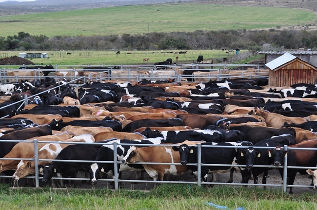 Steenhuisen wil veeartse se werksomstandighede verbeter | Landbou