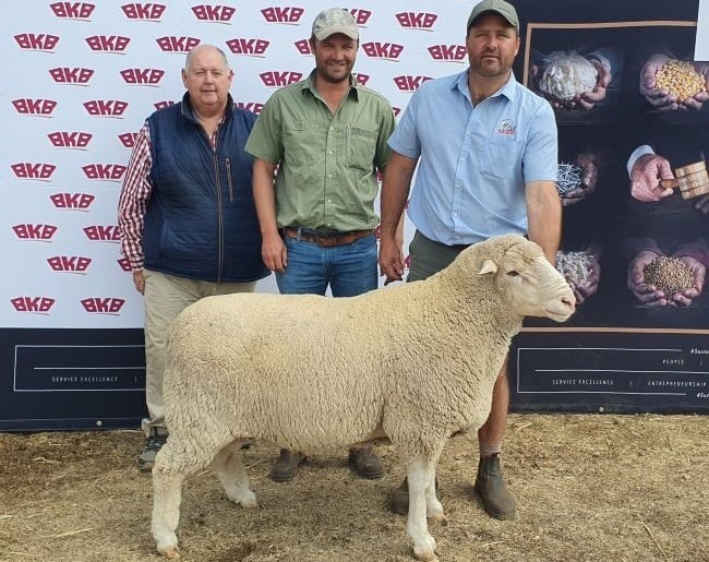 Topgehalte-Vleismerino’s op Malherbe & Waterpas-produksieveiling | Landbou