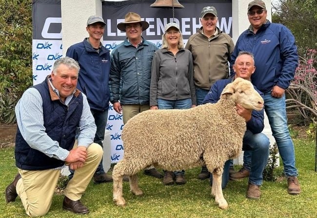 Bykans 1 500 skape op Konsortium-Merino-veiling verkoop | Landbou
