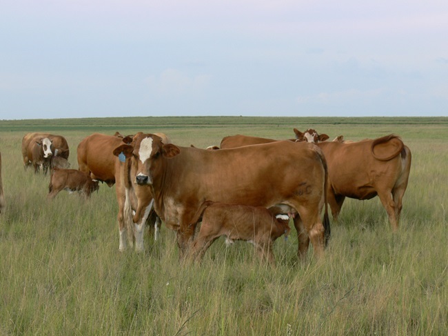 Jou mening | ’n Safex vir rooivleis? | Landbou