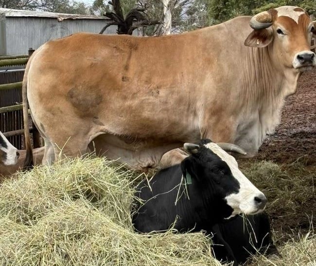KYK | Kolskoot in die kol met R38 500 | Landbou