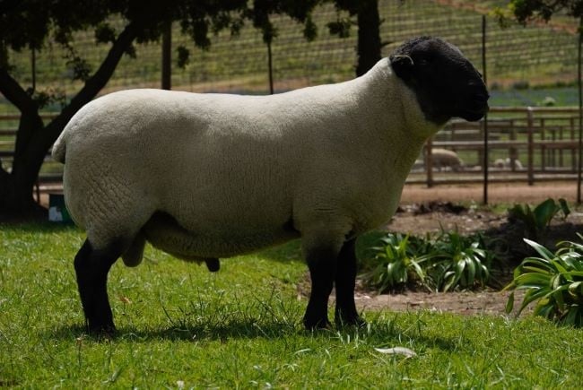 Suffolk-ooie behaal gemiddeld R18 600 op nasionale veiling | Landbou