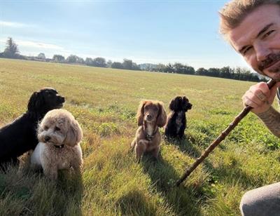 Beekeeping, gardening and chickens – on the farm with David Beckham ...