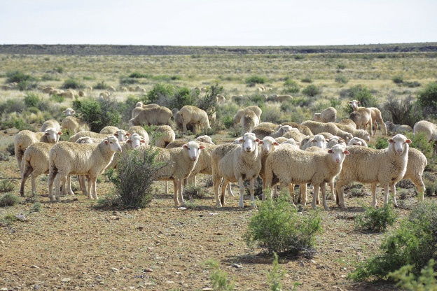 Droogteherstel: Boere sukkel finansieel én emosioneel | Landbou