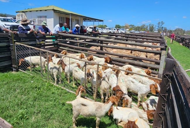 KYK | Oos-Kaapse bokveiling lok kopers van oraloor | Landbou
