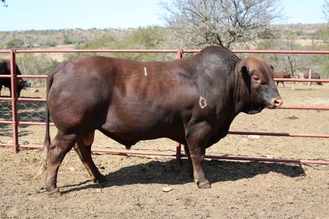 Bonsmara-bul van Jordaan Bonsmaras behaal R160 000 | Landbou