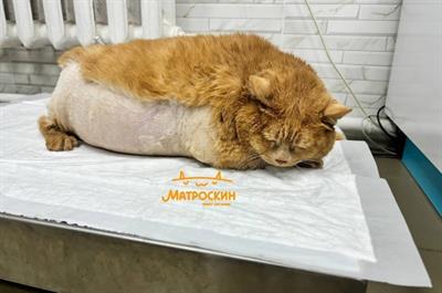 Oh Crumbs! Sad farewell to the world's fattest cat | News24