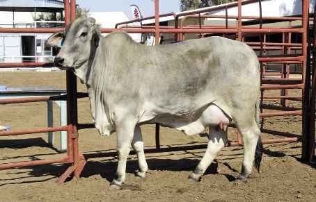 Brahman-kampioene op BKB-ALE-skou | Landbou