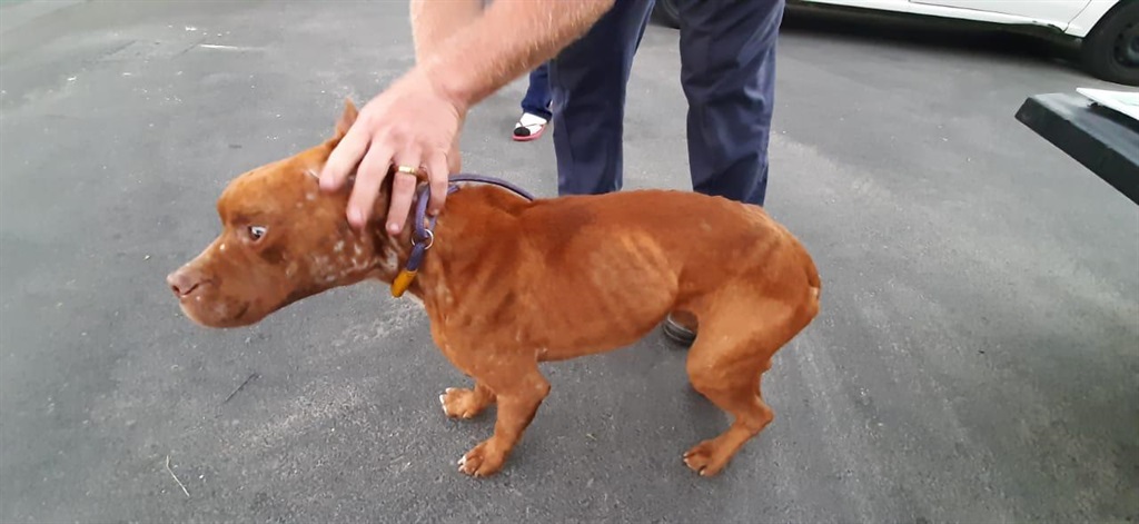 Emaciated pit bulls removed from alleged gang leader's house in Cape ...