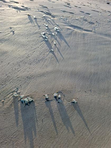 Sting operation: Eastern Cape beaches shut after visitors stung by ...