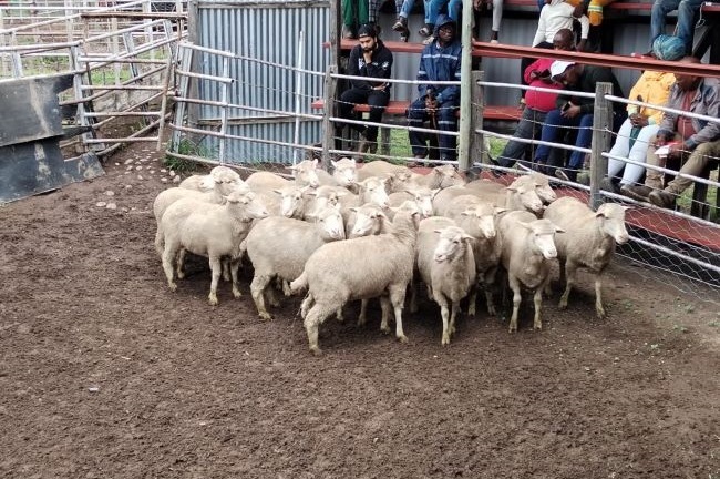 KYK | Goeie opkoms by Bedford-Kersfees-vetveeveiling | Landbou