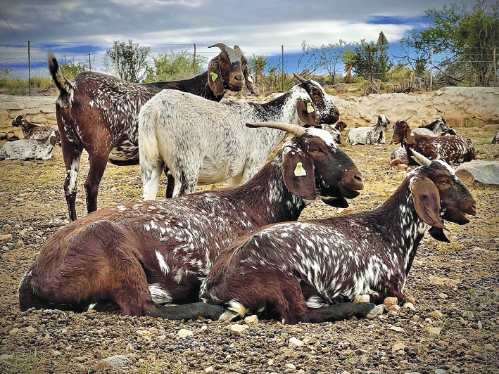 Skilderbokke bring ‘stille bevrediging’ in strawwe Karoo | Landbou