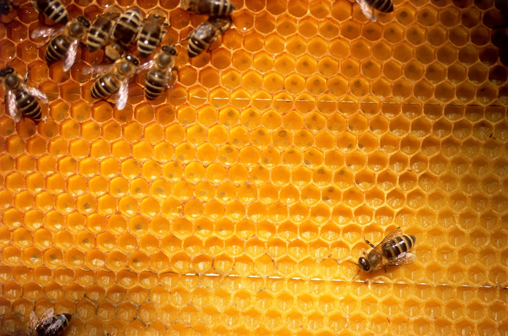 Austria trials DNA testing to uncover honey fraud | News24