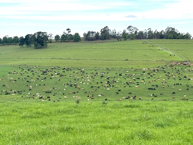 Tender nou op suksesvolle plaas in die Kambergvallei | Landbou