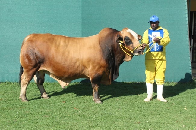 Wêreldkampioenskap: Beeste van Suider-Afrika wen tien goue medaljes ...