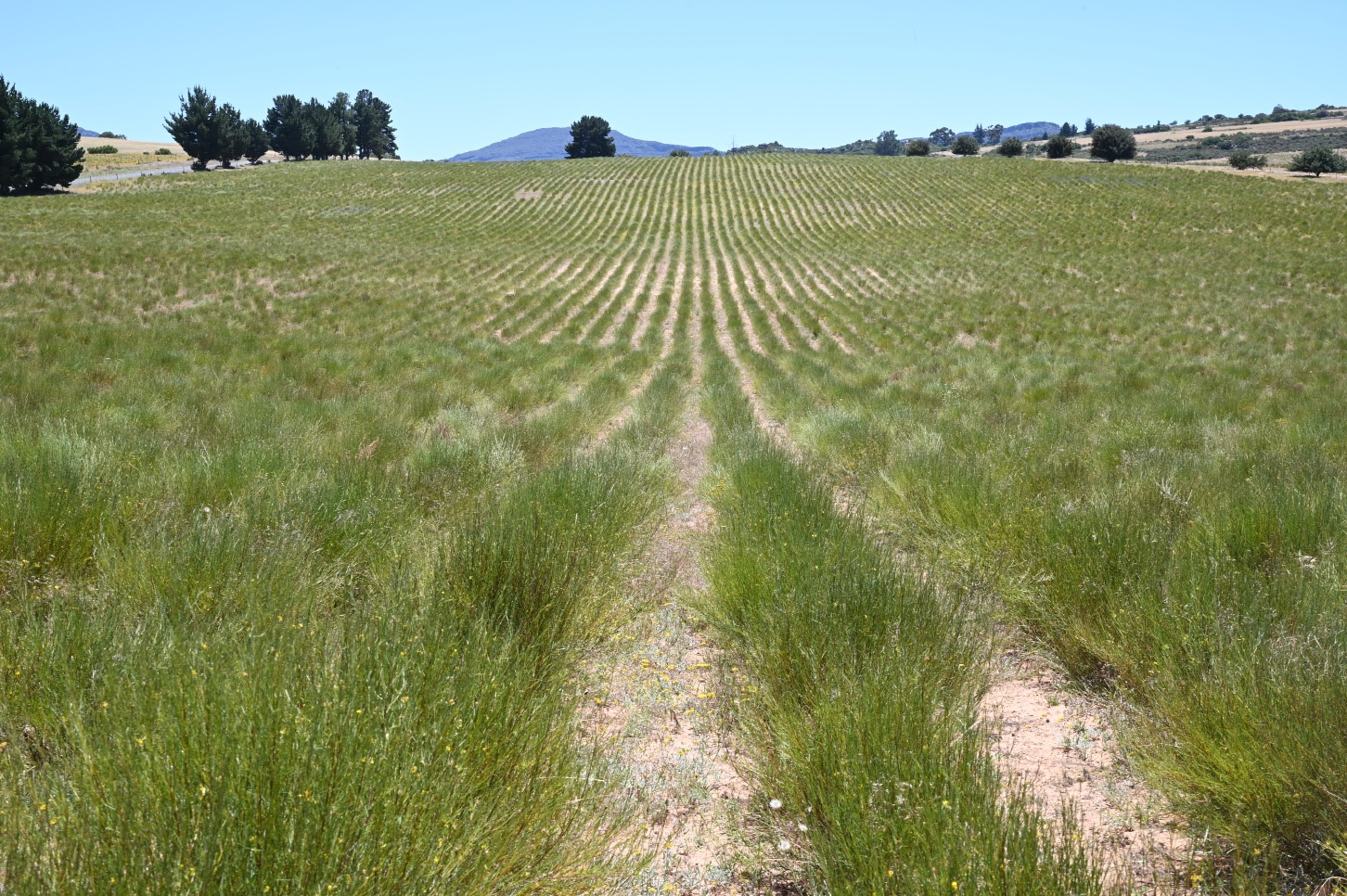 Rooibos in sy bloed, vernuwing in sy DNS | Landbou