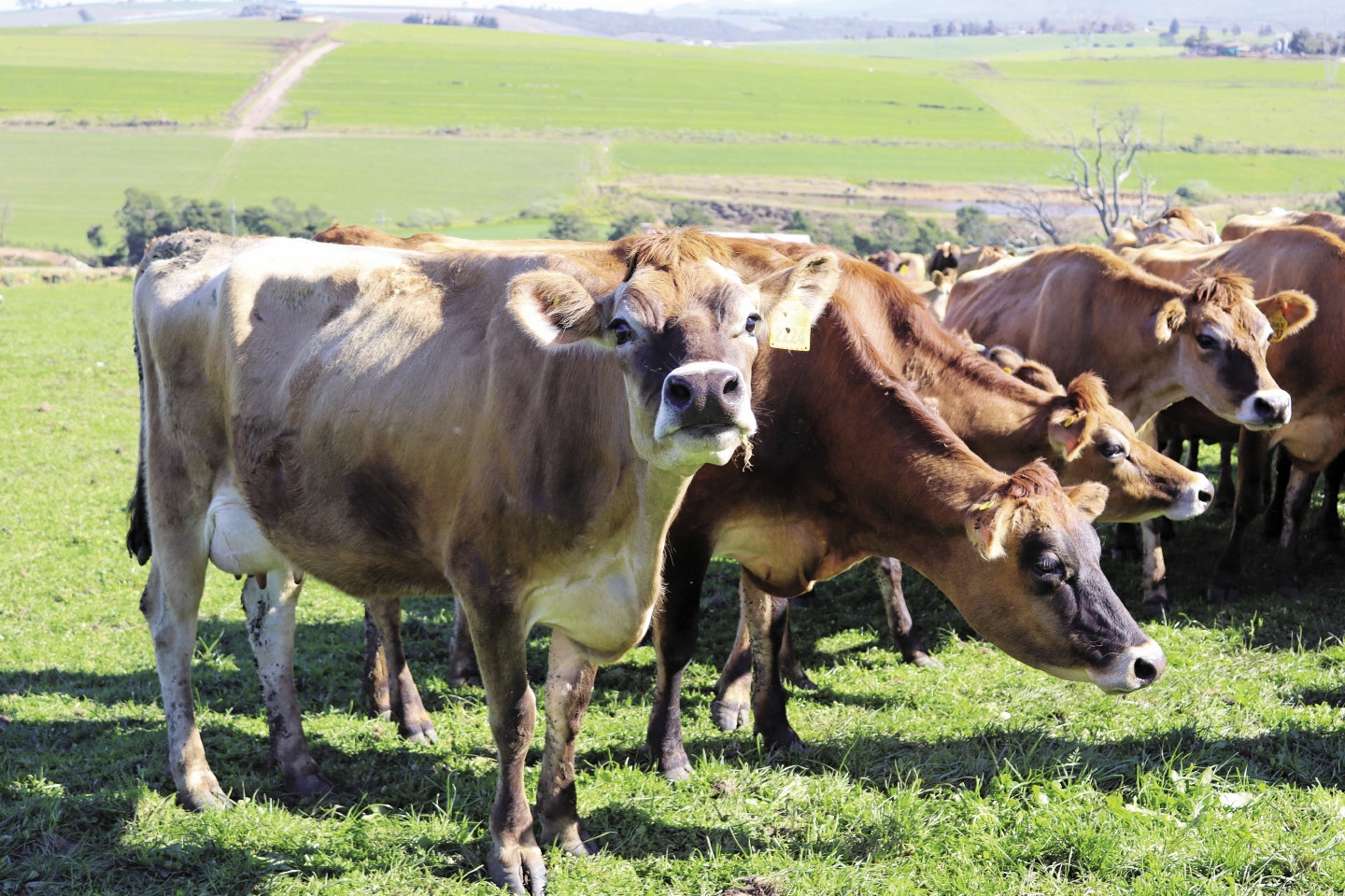 Primêre suiwelbedryf: ‘Soek na oplossings’ | Landbou
