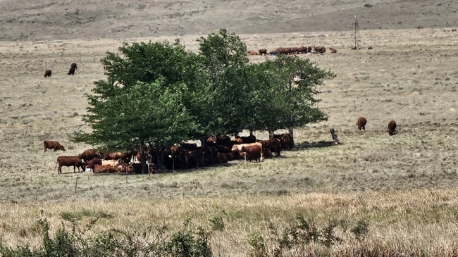 Saam in die droogte: Boere toon hul stille krag | Landbou