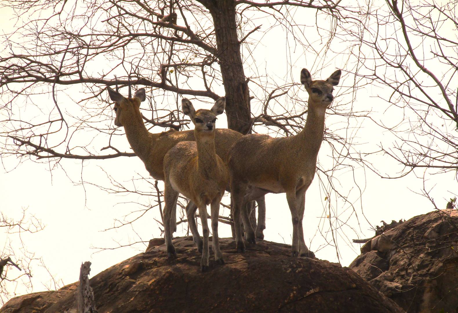 LESERSFOTO | 3 bokkies, 1 klip | Netwerk24