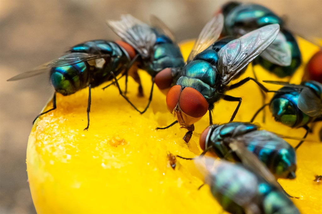 Gauteng's fly invasion: What's behind the buzzing swarms? | News24