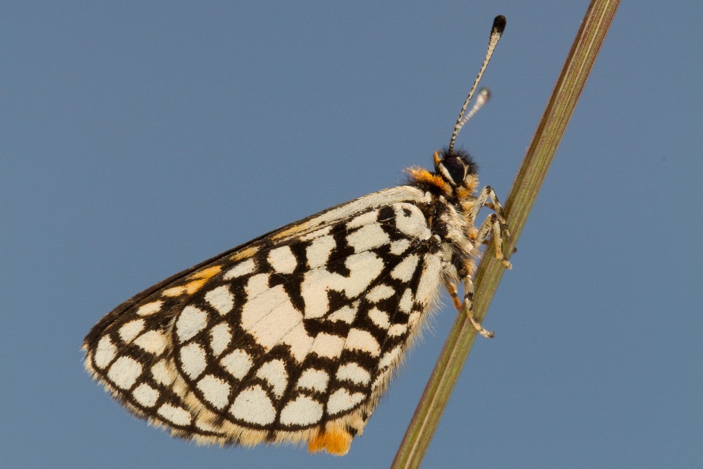 Wolkberg Zulu butterfly gets lifeline as it faces extinction threat ...