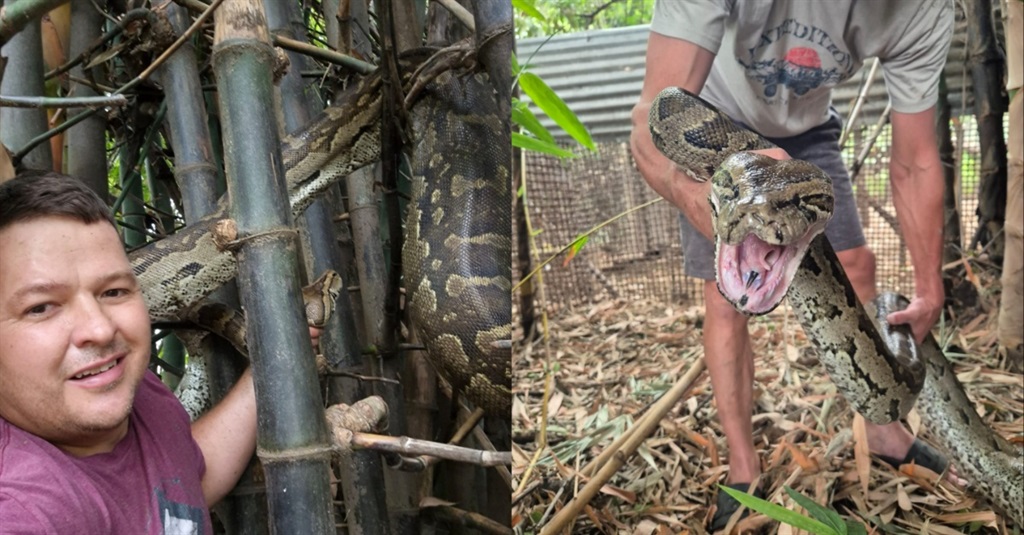 KYK: ‘Help! Ek dink ’n luislang het my hond opgeëet’: Phalaborwa-man se ...
