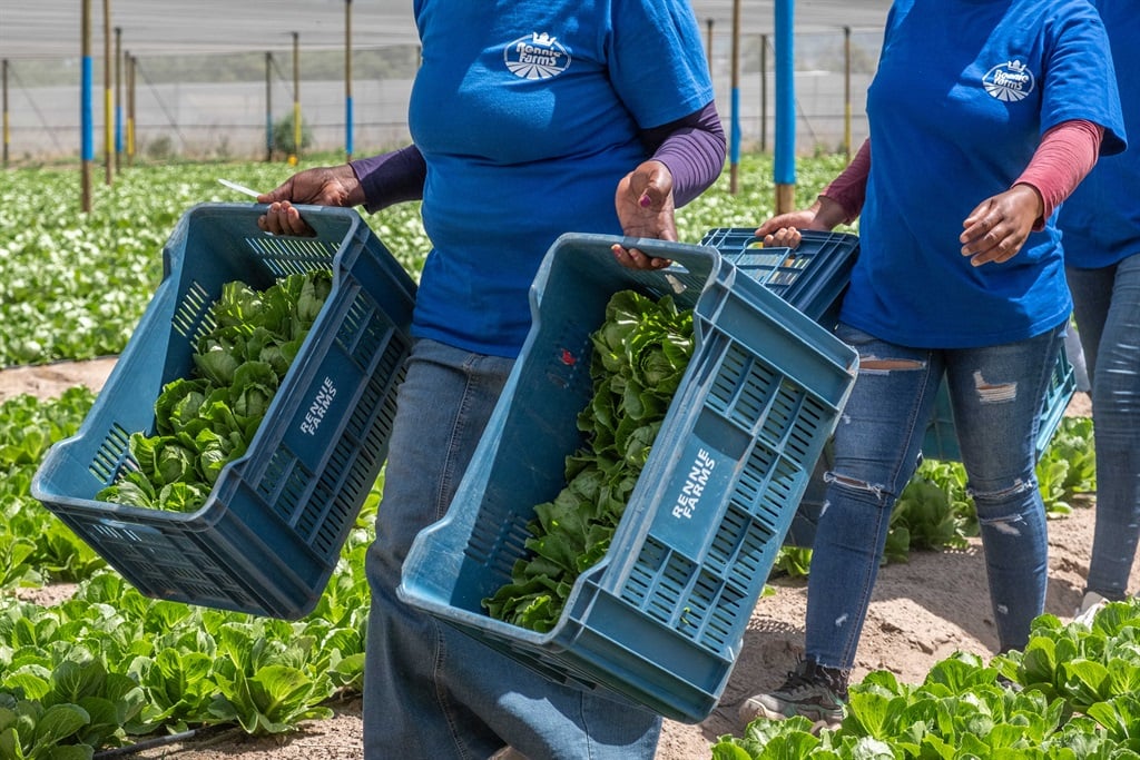 Growing smarter: the future of farming in action at Rennie Farms | News24