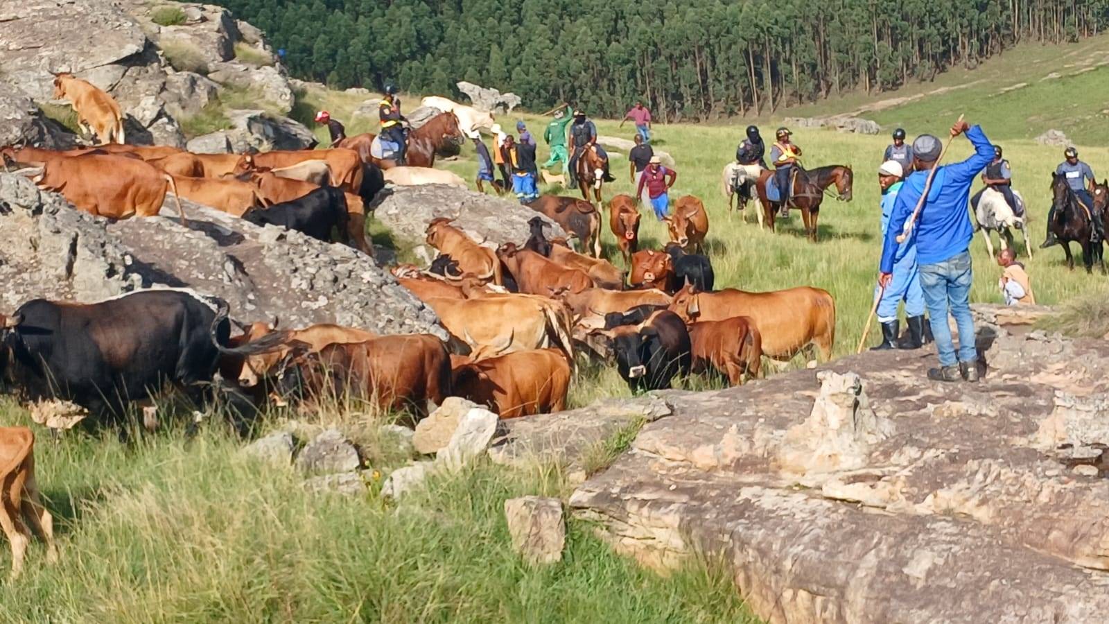 Oos-Kaapse polisie se visier op veediefstal – beeste, bokke, skape ...