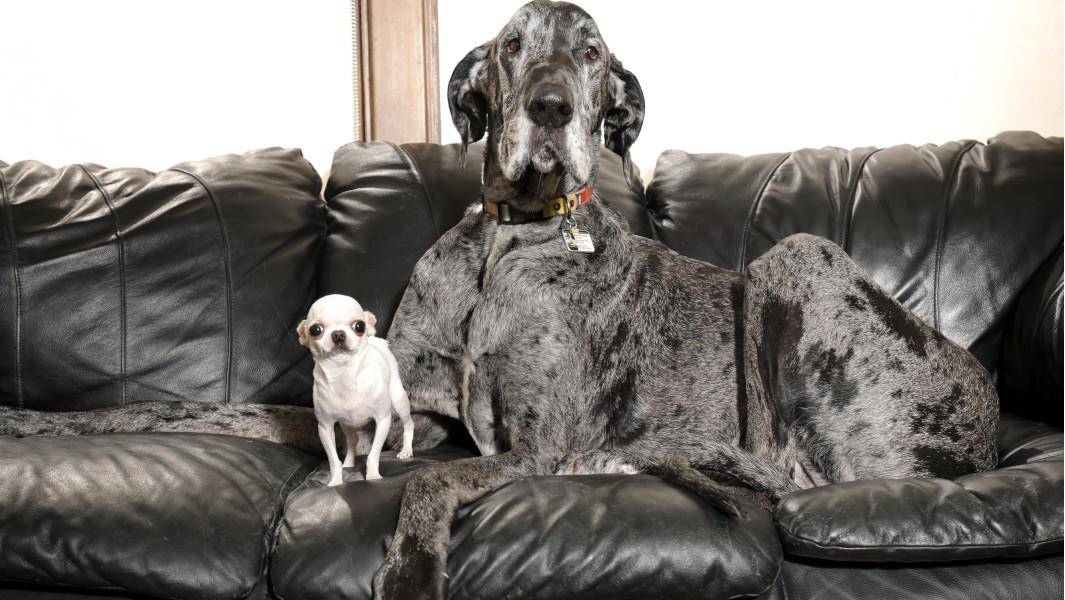 Dié honde raak maats – ondanks die afstand | Netwerk24