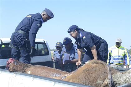 PICS: Headless cow shocks cops! | Daily Sun