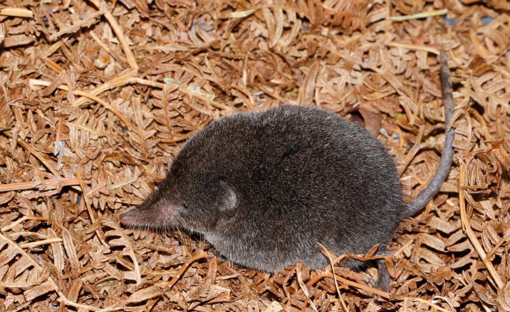 Skugter Wes-Kaapse spitsmuis 1ste keer in 46 jaar gewaar | Netwerk24