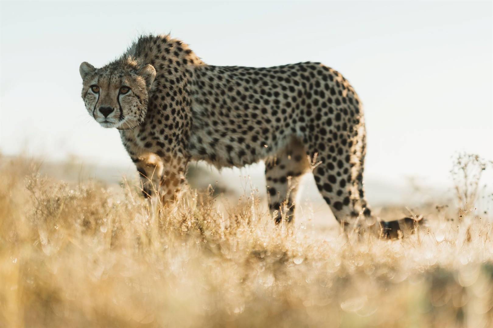 Reservaat behaal sukses met genetiese program vir jagluiperds | Netwerk24