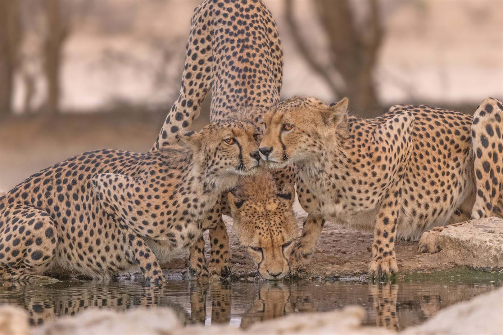 LESERSFOTO | Gekol en gekiek by Cubitje Quap se watergat | Netwerk24