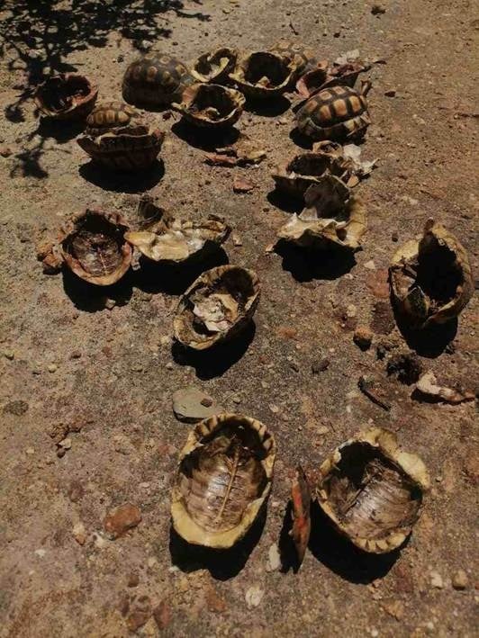 Reward offered after tortoise massacre! | Daily Sun