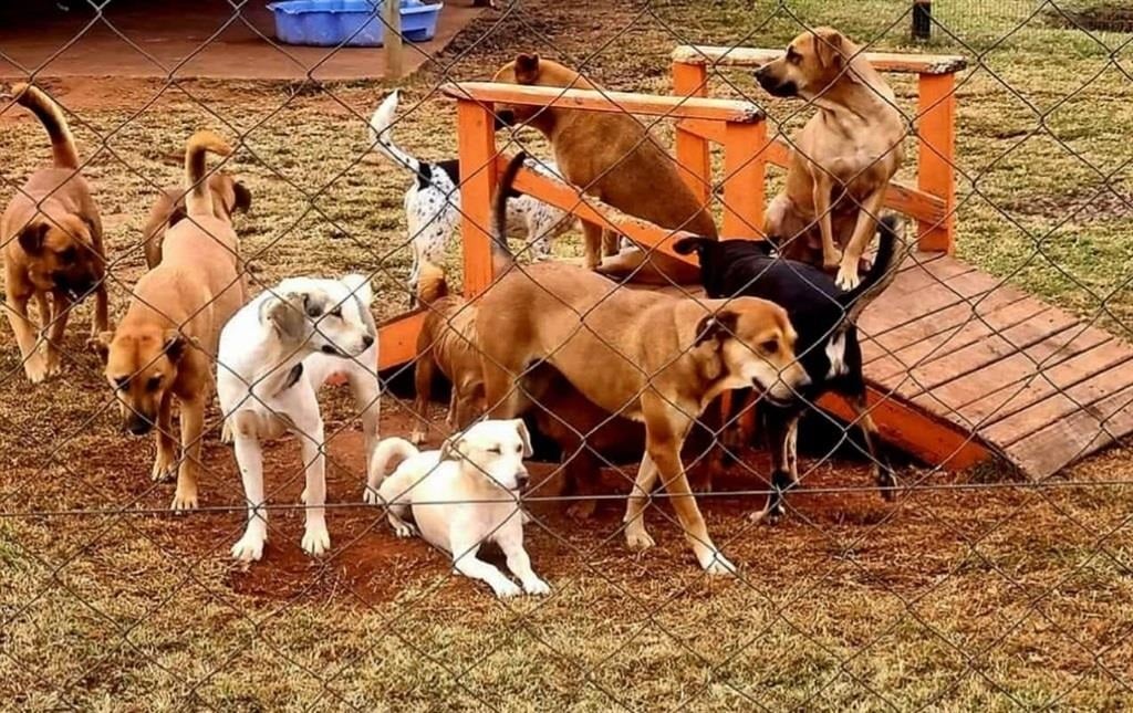 Animal shelter struggles to stay afloat! | Daily Sun