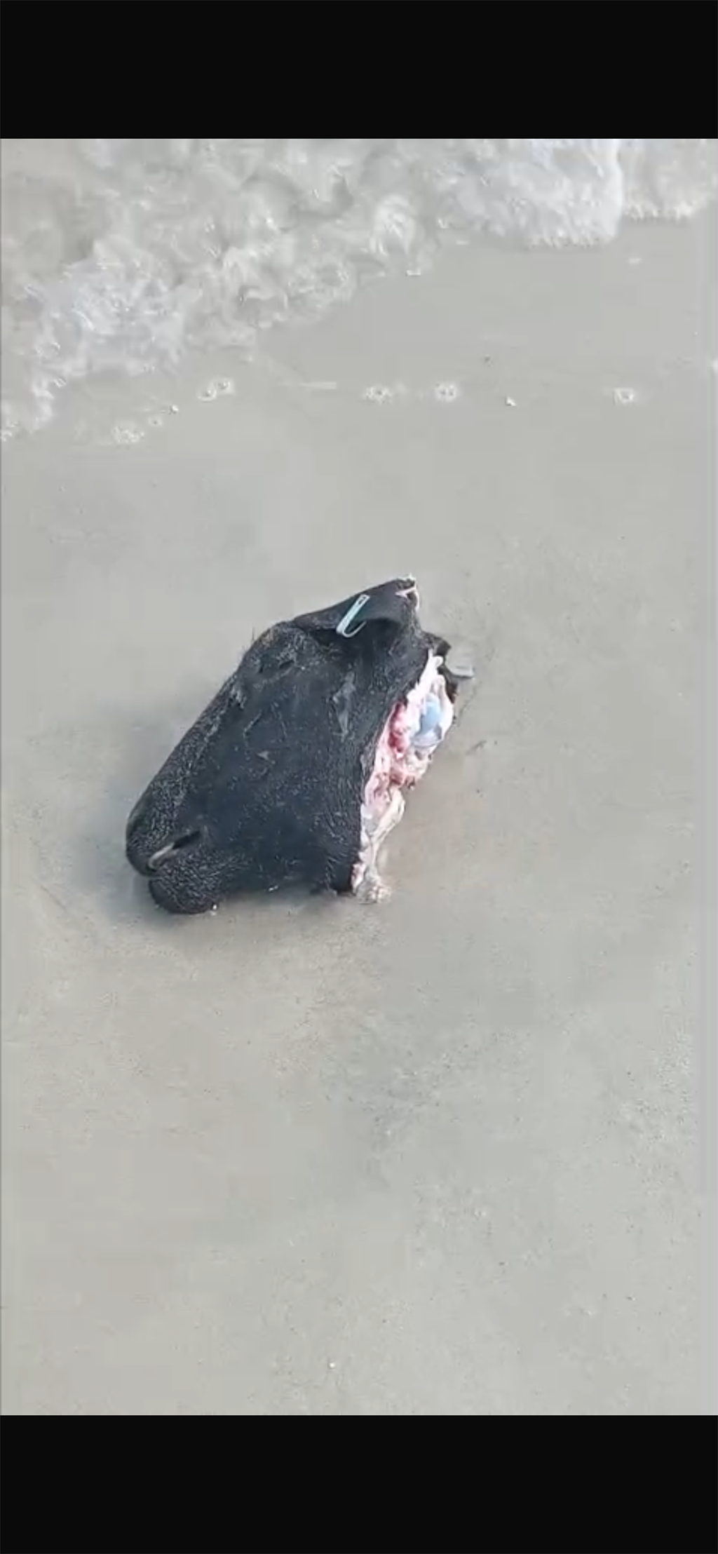 Shock as goat heads found at beach! | Daily Sun