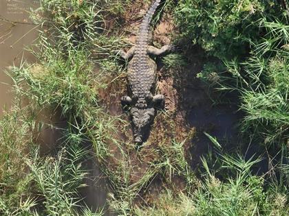 Crocs block river hunt for missing man! | Daily Sun