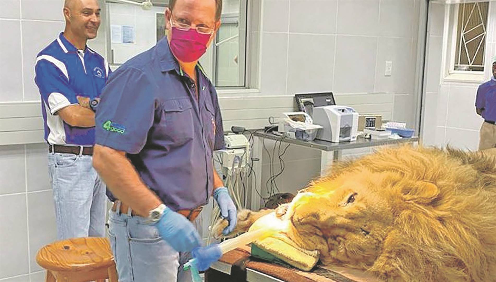 Leeu-paartjie se brul het weer byt ná tandarts-besoek | Netwerk24